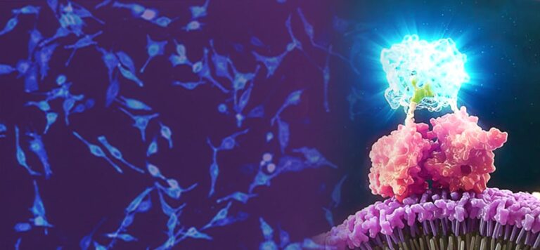 Live-Cell Imaging: It’s Time to See What Else Your Luminescence Assays ...