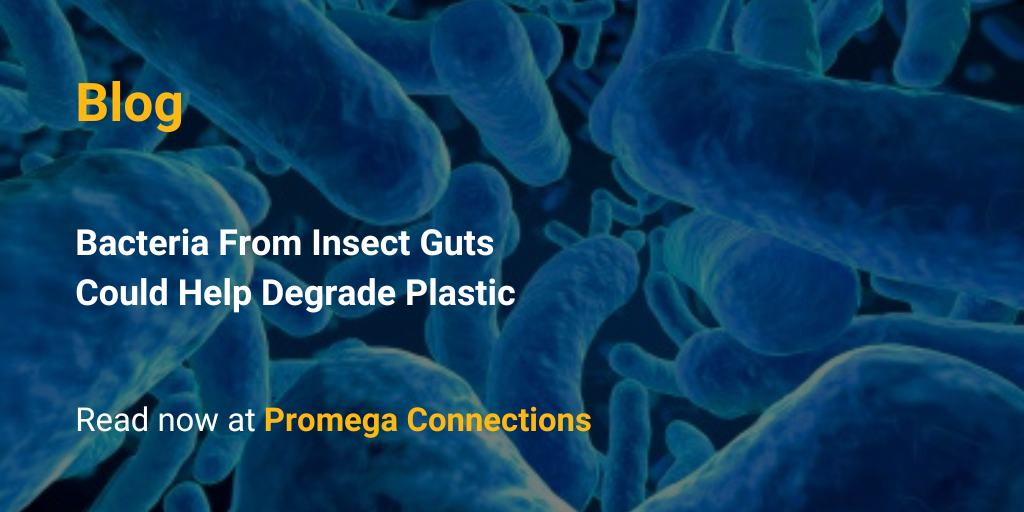 Bacteria From Insect Guts Could Help Degrade Plastic - Promega Connections