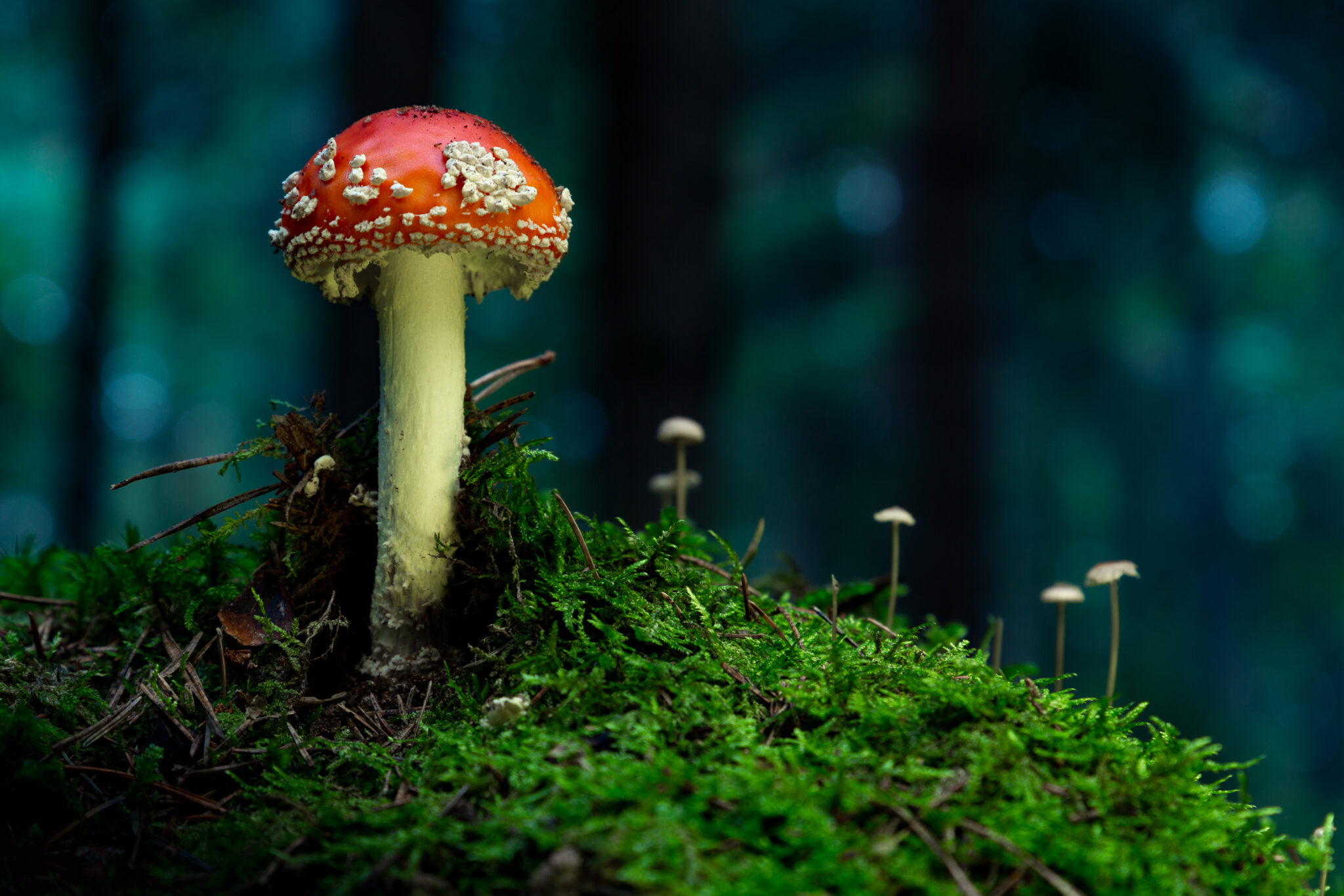 Can Fungi Help Clean Up Environmental Contaminants? - Promega Connections