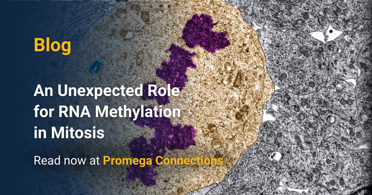 An Unexpected Role for RNA Methylation in Mitosis Leads to New ...