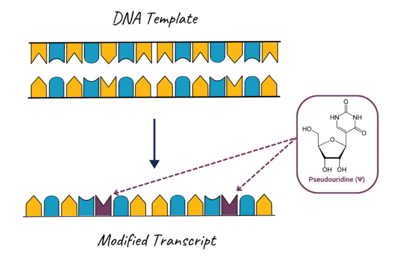 Modified Nucleotides in IVT: Small Changes, Big Impact - Promega ...