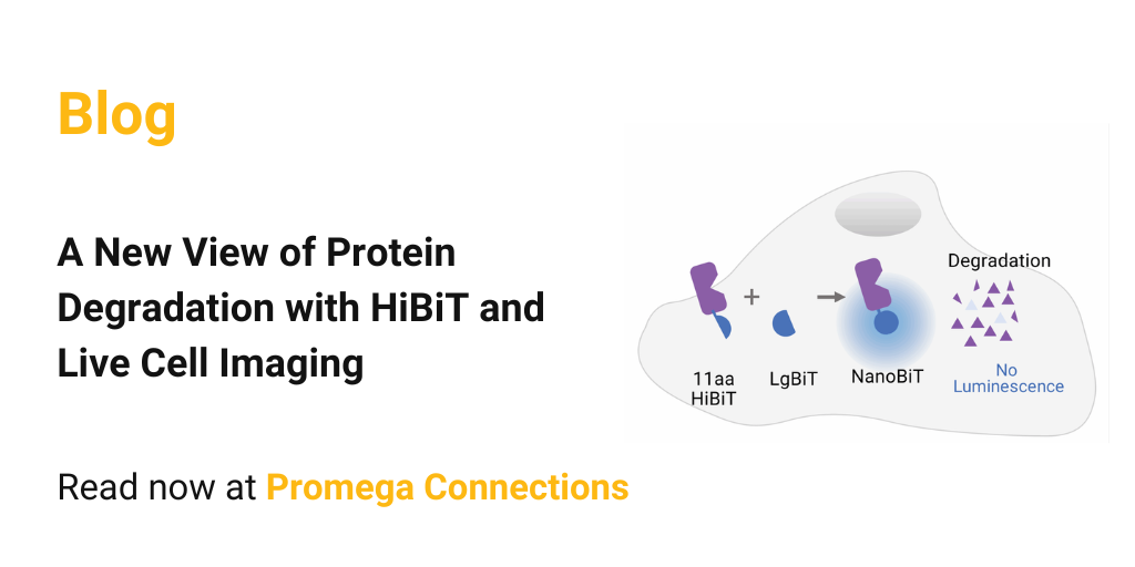 A New View of Protein Degradation with HiBiT and Live Cell Imaging ...