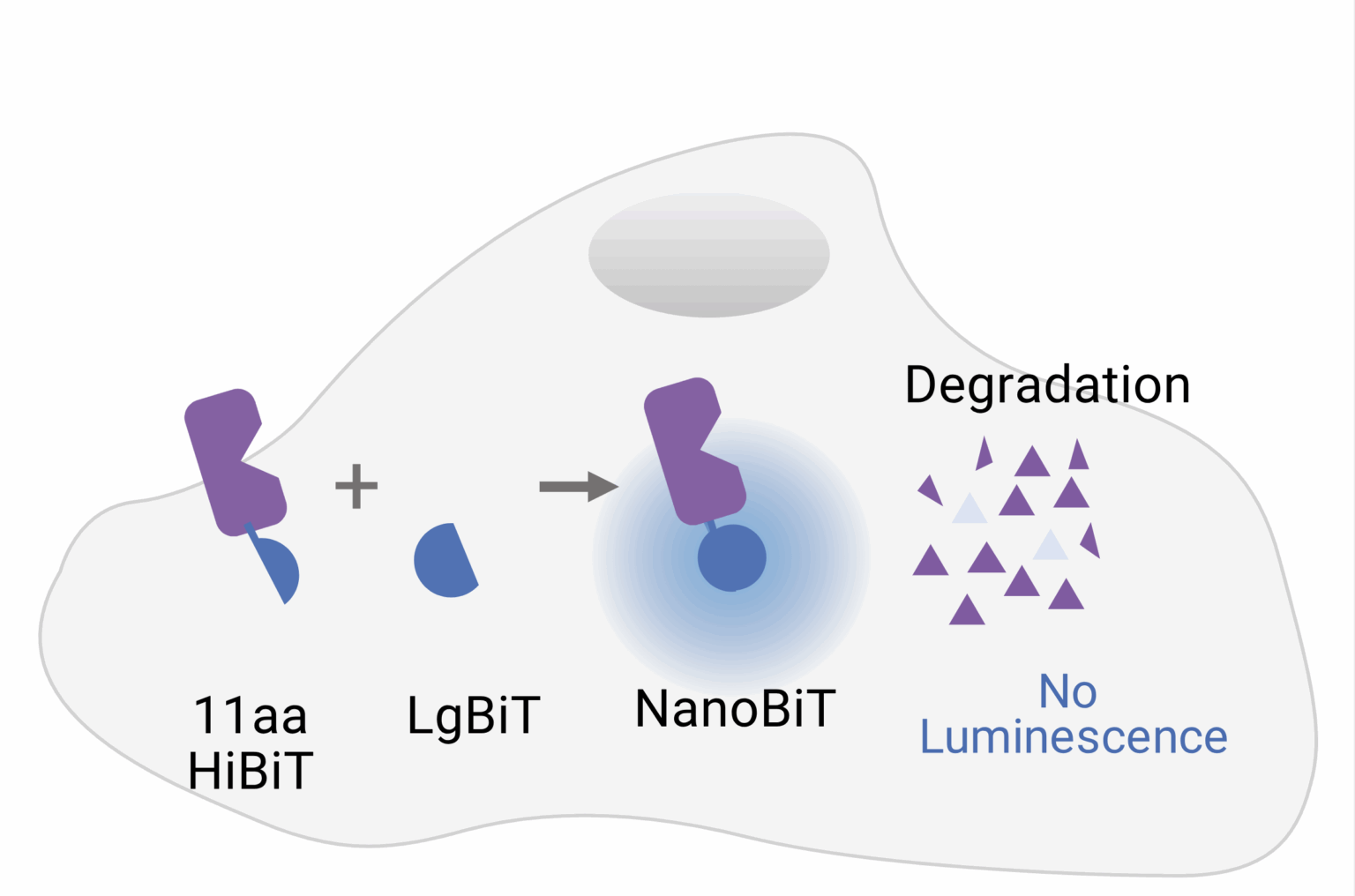 A New View of Protein Degradation with HiBiT and Live Cell Imaging ...